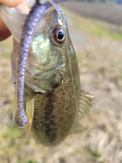 かずや さんの 2023年11月24日のブラックバスの釣り釣果情報 千葉県 利根川中流 アングラーズ 釣果600万件の