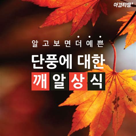 카드뉴스 가을 나뭇잎은 왜 단풍 예쁜 최후의 비밀 아시아경제