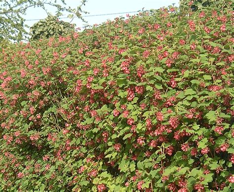 Ribes Sanguineum King Edward Vii Flowering Current Shrubs Shrubs