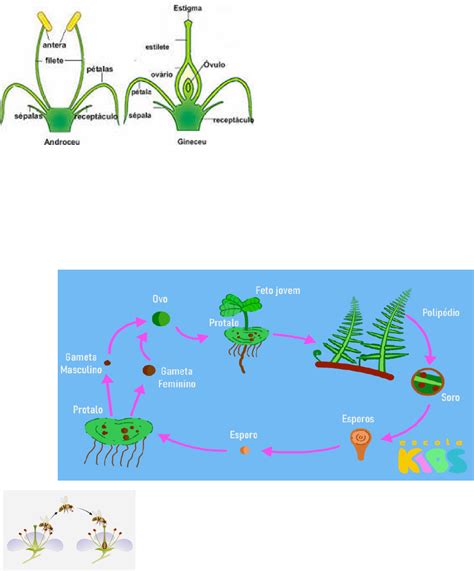 Reprodução Sexuada Importância Etapas Tipos Em Plantas E Exemplos🖐