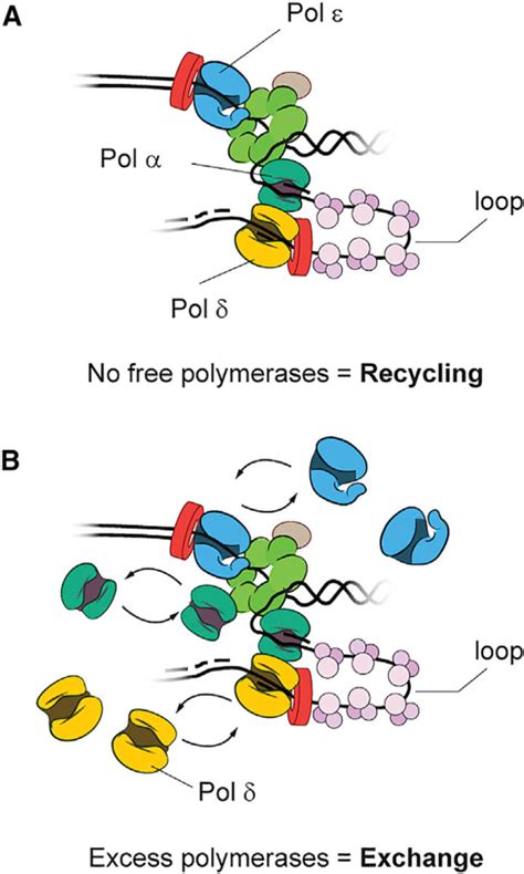 Compositional Plasticity At The Eukaryotic Replication Fork Download
