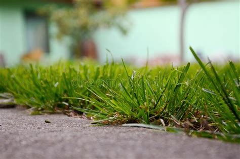 Short Grass In The Backyard Stock Image Image Of Natural Light