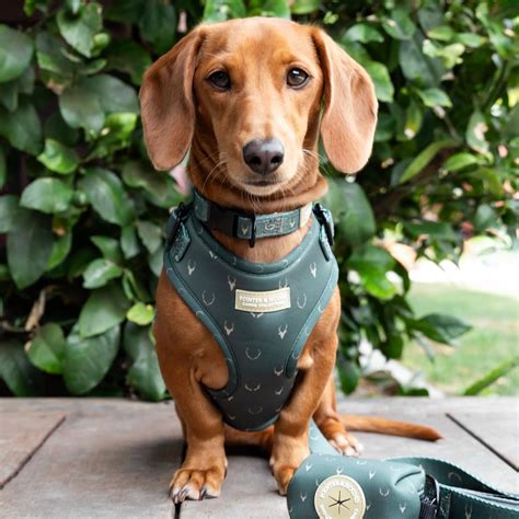 Classic Harness Stag Pointer And Hound