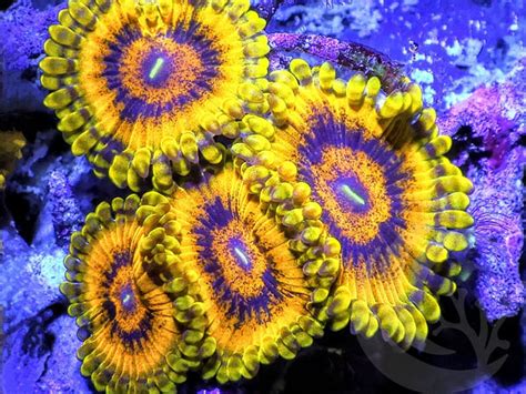 Gold Stratosphere Zoanthids Pacific East Aquaculture