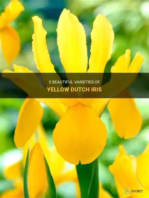 5 Beautiful Varieties Of Yellow Dutch Iris Shuncy