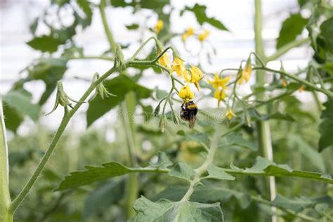Bumblebee Pollinating Flowers In A Greenhouse Tomato Crop Stock Image Image Of Pollination