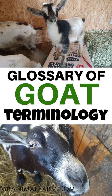 Nigerian Dwarf Goats Care Dairy Goat Information Guide To Raising