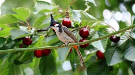 10 Hours Beautiful Birds Chirping Stress Relief Relaxing Birds Sound