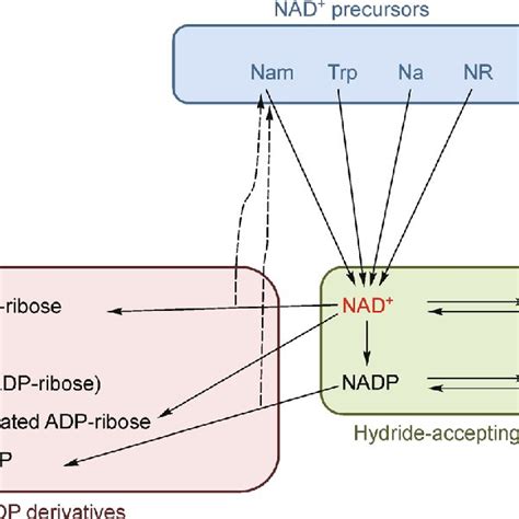 Nad Precursors And Relationship To Diseases Download Table
