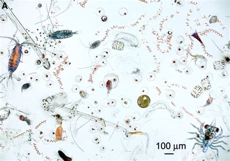Marine Plankton Tell The Long Story Of Ocean Health And Maybe Human Too — Sevenseas Media