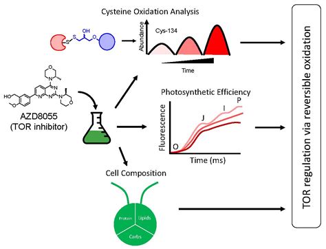 Cysteine Oxidation