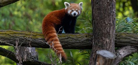 Are Red Pandas Dangerous A Look At Their Behavior