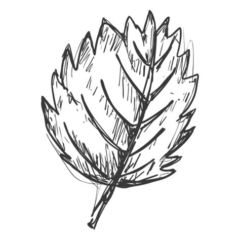 Design Png E Svg De Uma Folha Desenhada à Mão Para Camisetas