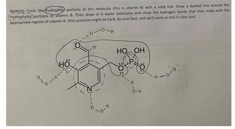 Solved Bonus Circle The Hydrophilie Portions Of This