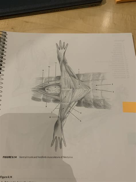 Bio 324 Practical 2 Figure 6 14 Diagram Quizlet