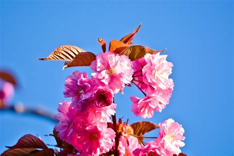 Bloem Natuur Gratis Foto Op Pixabay Pixabay
