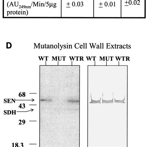 Pdf Role Of The C Terminal Lysine Residues Of Streptococcal Surface Enolase In Glu And Lys
