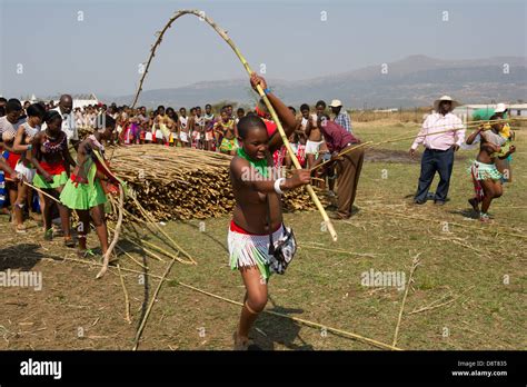 Zulu Maidens Deliver Reed Sticks To The King Zulu Reed Dance At