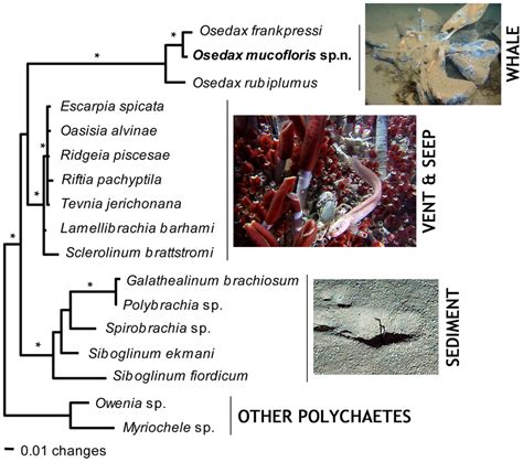 Phylogenetic Relationships Amongst Siboglinidae A Bayesian Analysis Of