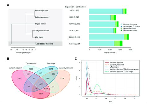 Lolium Rigidum Comparative Genomics A Left Phylogeny Based On