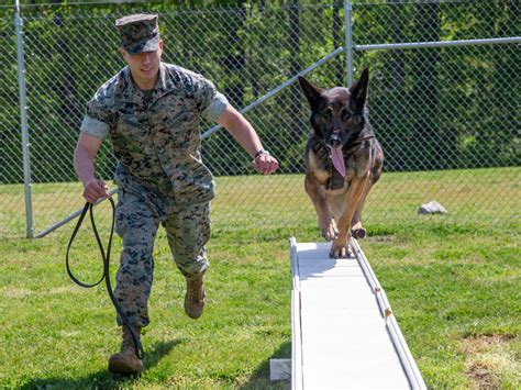 Military Working Dog Handler Course Everything You Need To Know