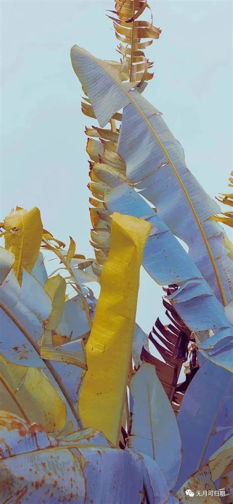 鲜花手机壁纸