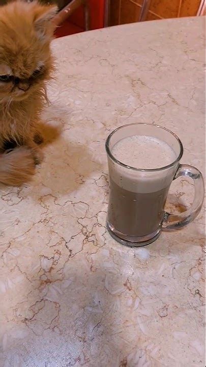 ميكس كوفي قهوة بس فاخر من الاخر بمساعدة قطتى رينجو Mix Coffee