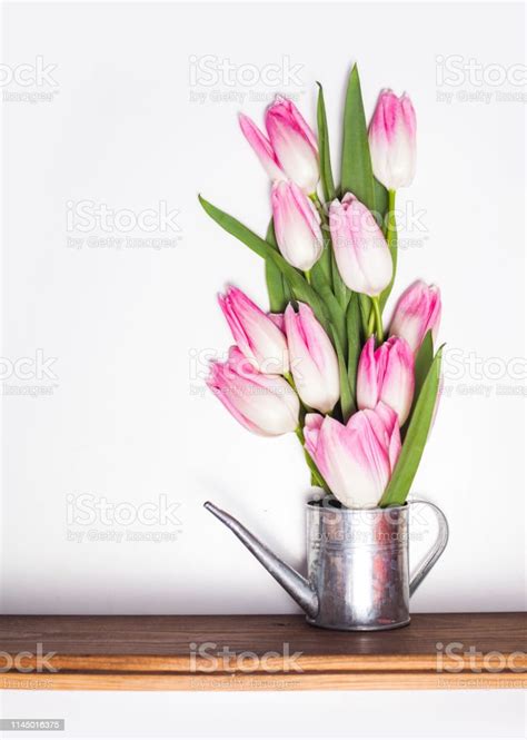 白い背景にピンクのチューリップの花の花束 じょうろのストックフォトや画像を多数ご用意 じょうろ チューリップ ピンク色 Istock
