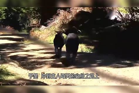 绵羊被强行丢进圈里，下一秒出现一只庞然大物，绵羊都吓傻了！