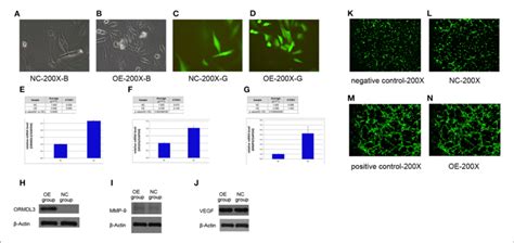 Infection Of The Recombinant Lentiviral Vector Into Beas 2b Cells