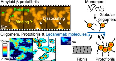 Structural Dynamics Of Amyloid β Protofibrils And Actions Of Anti