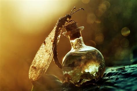 Sunlight Animals Water Nature Reflection Photography Macro