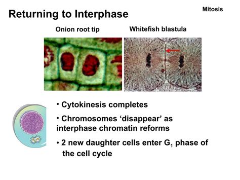 Cell Divisionppt Of Class 11 And 12 For Ppt Ppt