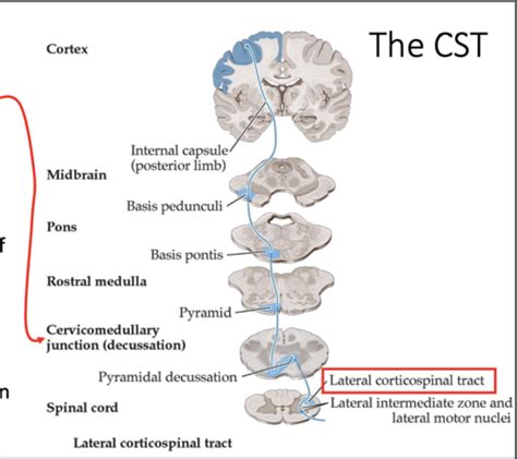 Corticospinal Tract Flashcards Quizlet