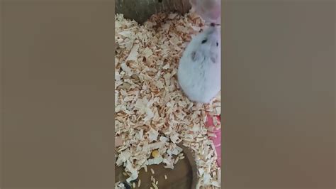 먹는걸 많이 좋아하는 햄스터 찰떡이 먹는거 짱 해바라기씨 Youtube