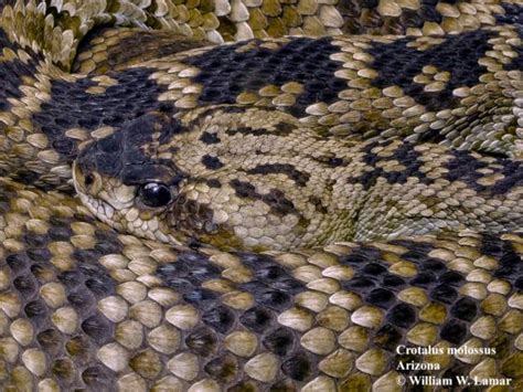 Crotalus Molossus The Reptile Database