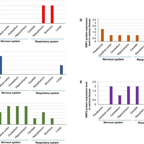 Expression Levels Of Ace Tmprss Furin Nrp And Nrp In Normal