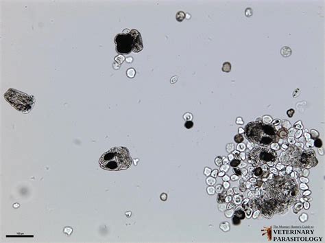 Echinococcus Sp Tapeworms Monster Hunters Guide To Veterinary