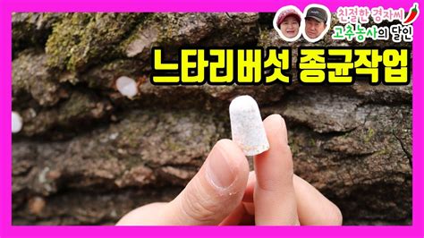 느타리버섯 종균작업 강원도 영월이래요~ Youtube