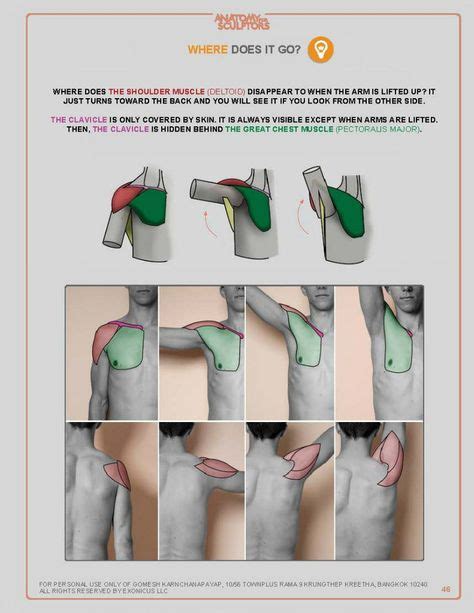 10 Rig Ideas Anatomy Reference Rigs Human Anatomy