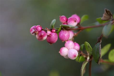 관목 스노우 베리 식물 Pixabay의 무료 사진 Pixabay