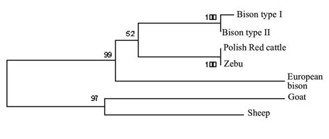 Neighbour Joining Tree Constructed On P Distance For Mutations In Three