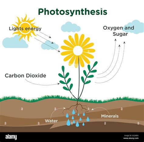 Photosynthesis Plant Diagram Clipart Design Science Photosynthesis