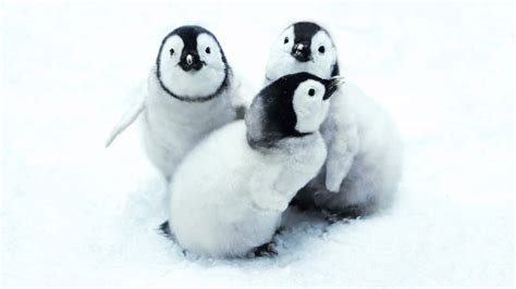 Cute Baby Penguins Wallpaper