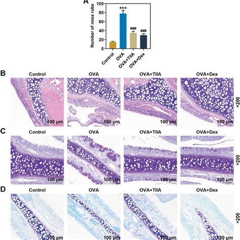ova increased the number of nasal rubbing in mice inflammatory