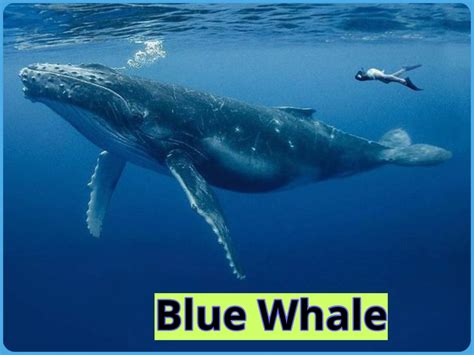 Gk Marine Mammals Know Interesting Facts About World Biggest Animal