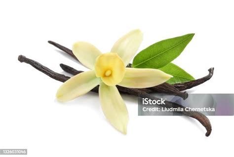 향기로운 바닐라 스틱 흰색 배경에 아름다운 꽃과 녹색 잎 바닐라 양념류에 대한 스톡 사진 및 기타 이미지 바닐라 양념류 꽃