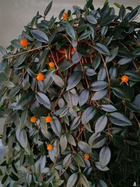 耐阴耐寒常绿植物大全 图库 五毛网