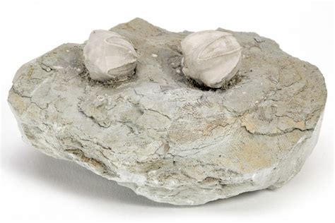 Two Blastoids Pentremites On Shale Illinois 205141 For Sale