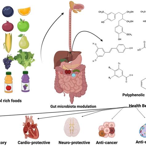 Role Of Dietary Polyphenols Created With Permission From “biorender